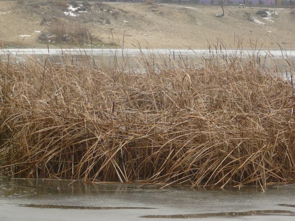 tall grass texture 0002 - Texturelib
